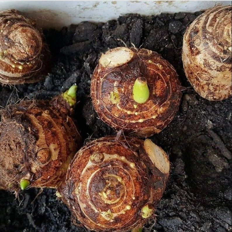 How Long Does it Take for Colocasia Elephant Ears to Sprout After Plan ...